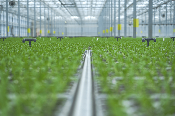 High-pressure humidification for greenhouses - Enerdes | Reinders ...
